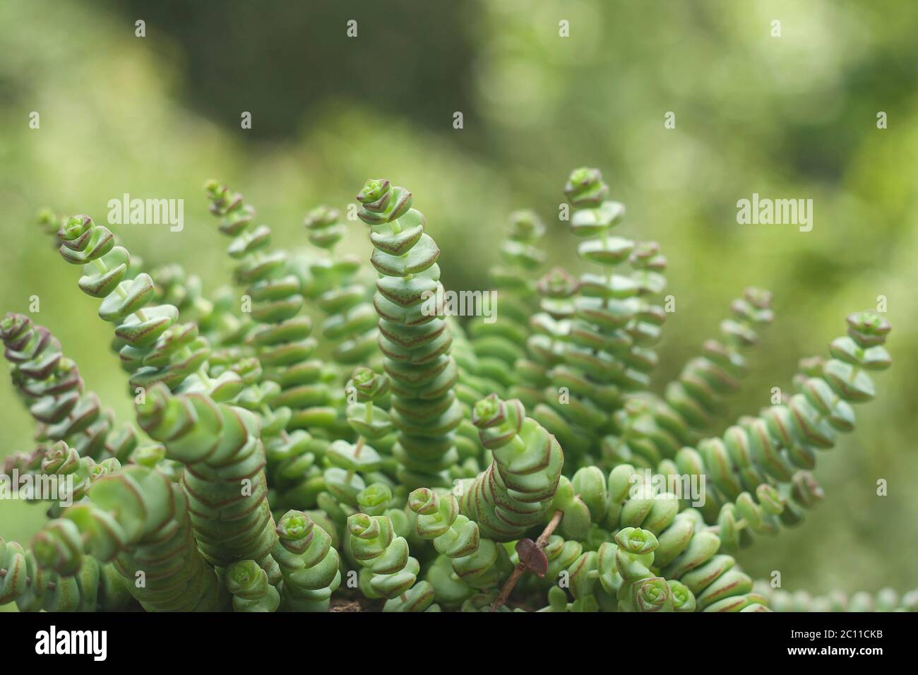 Crassula perforata or string of buttons succulent plant Stock Photo - Alamy