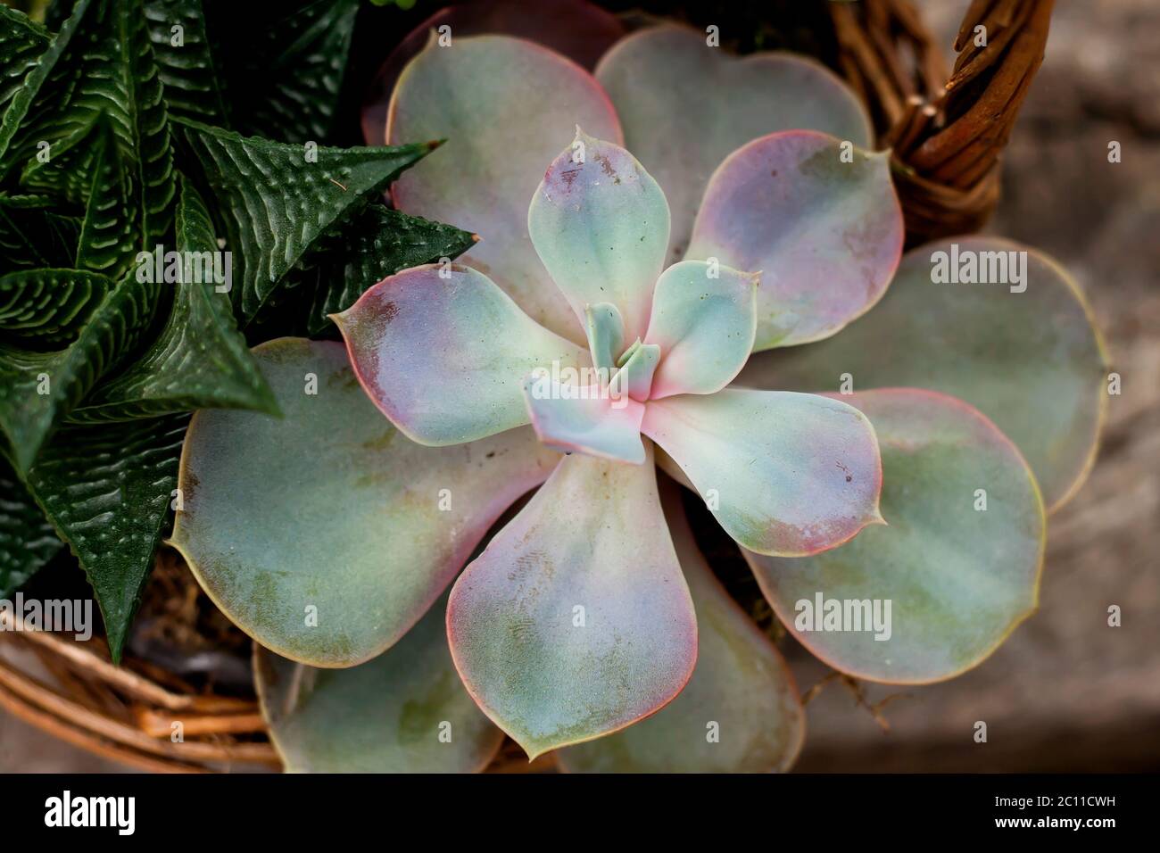Ghost plant graptopetalum paraguayense hi-res stock photography and ...