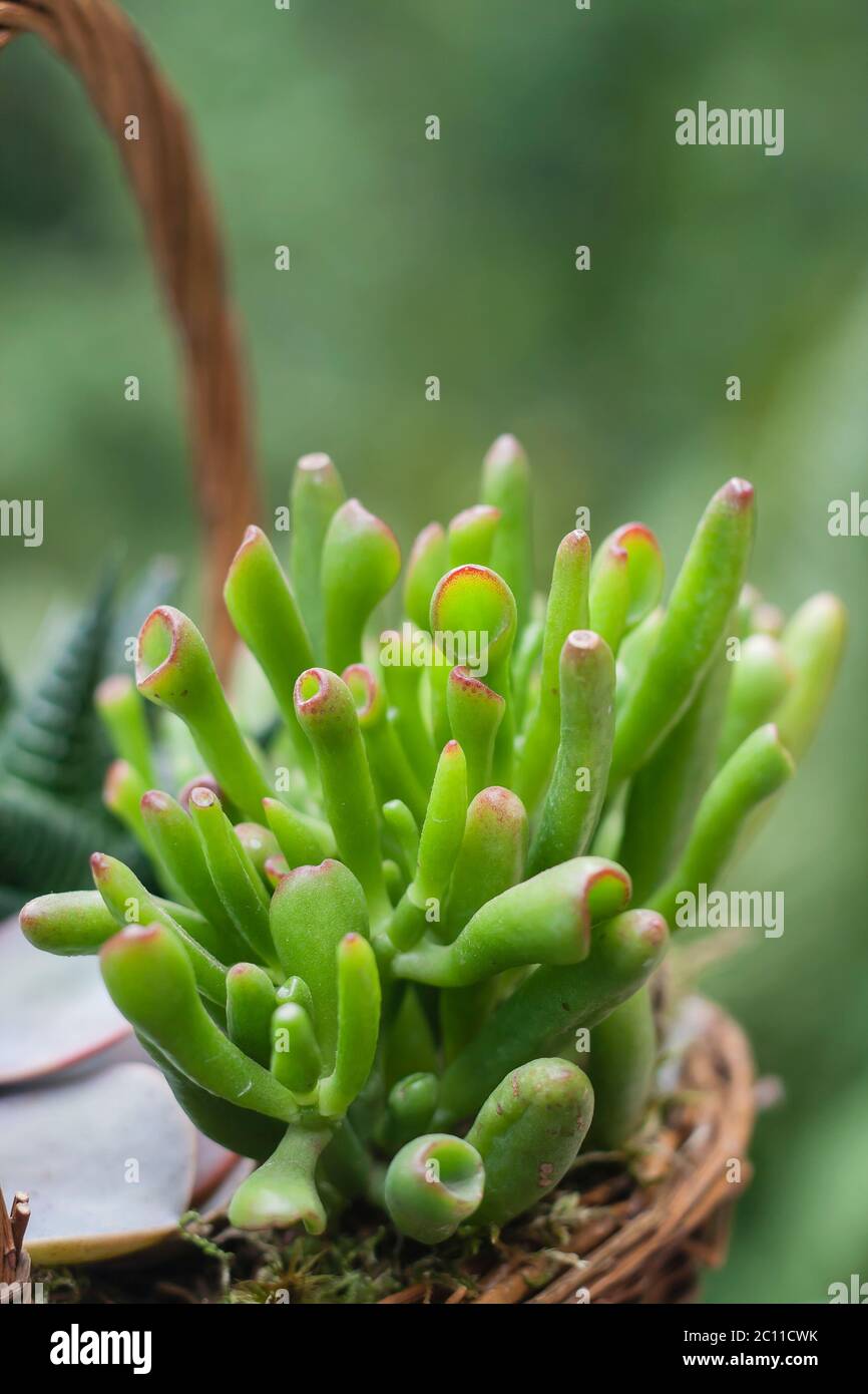 Crassula ovata gollum green plant close up Stock Photo - Alamy