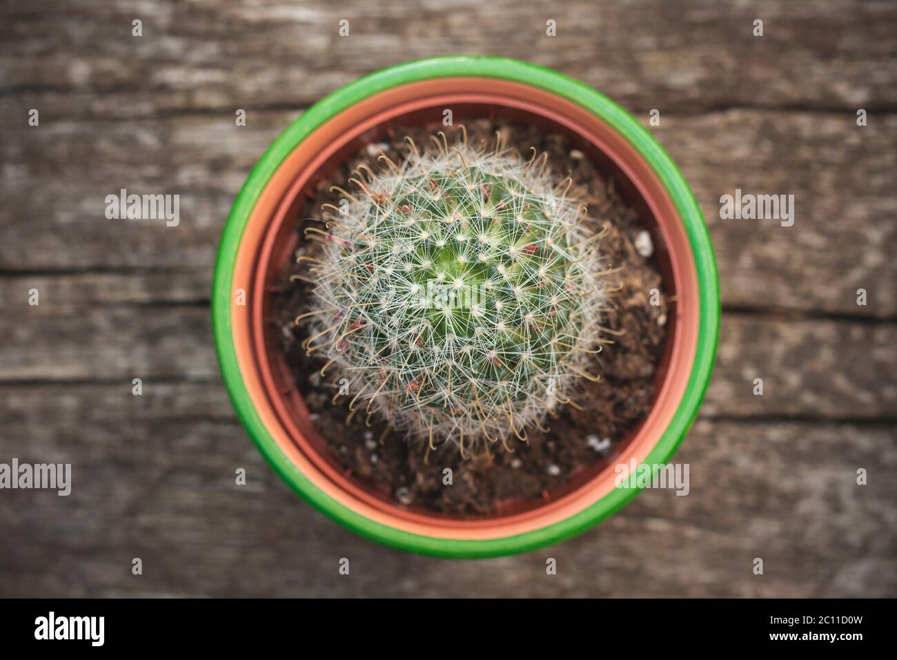 Cactus in a pot, top view Stock Photo - Alamy