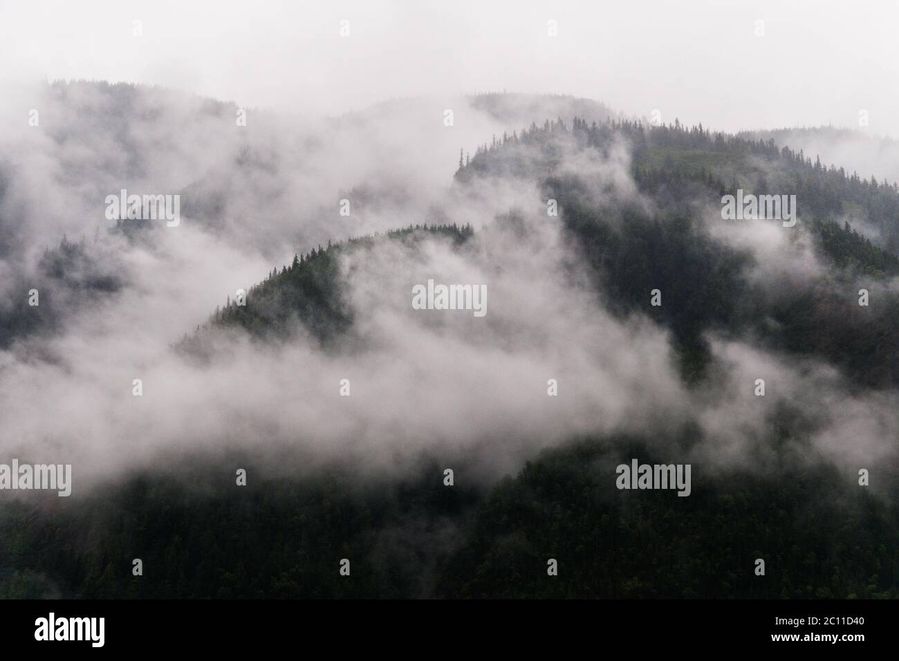 Fog and mist above an old-growth coniferous forest on the Pacific ...