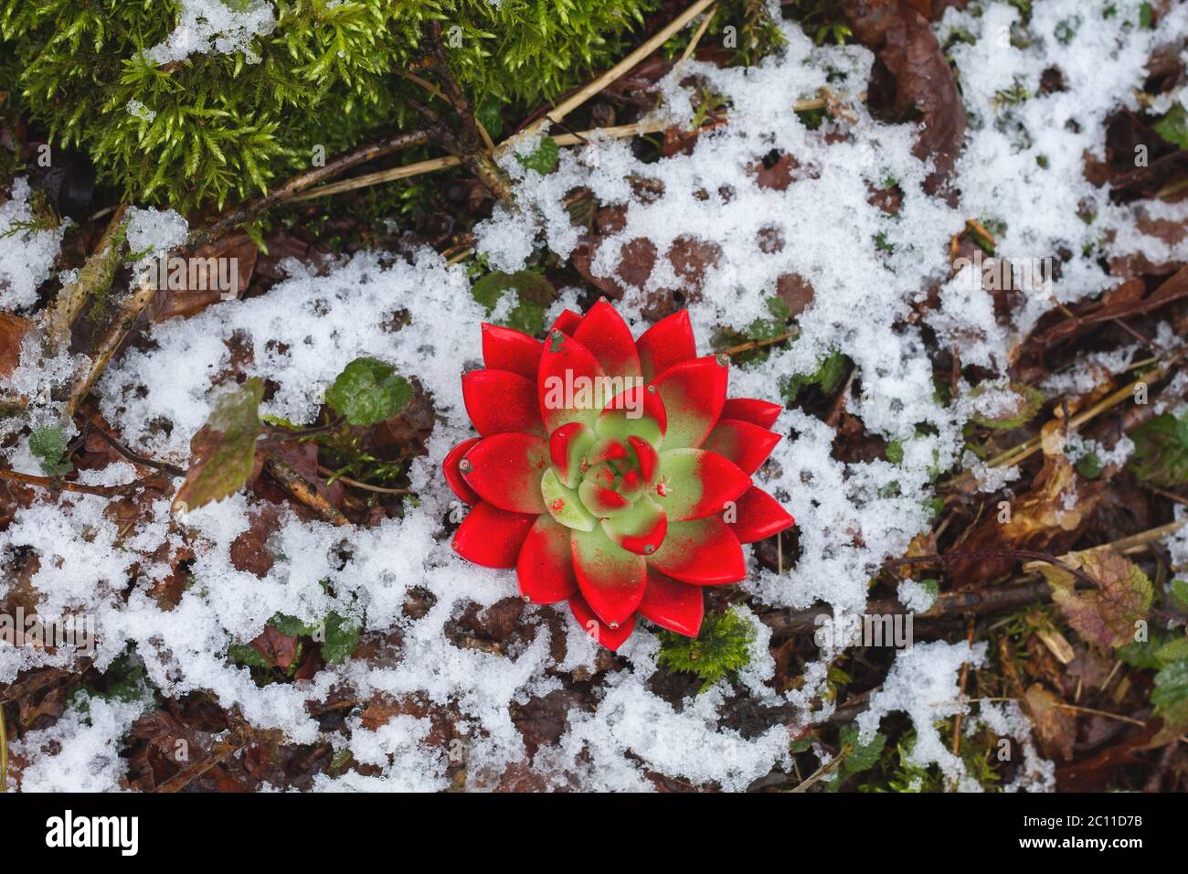 Succulent plant red flower Stock Photo - Alamy