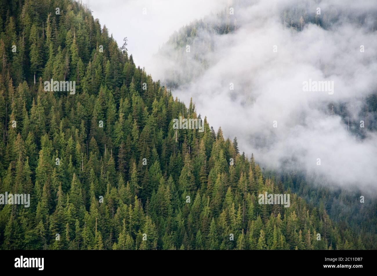A misty fog in a thick old-growth mountain rainforest on King Island in ...