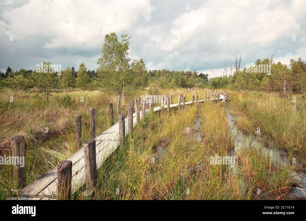 wooden road on swamp in summer Stock Photo - Alamy