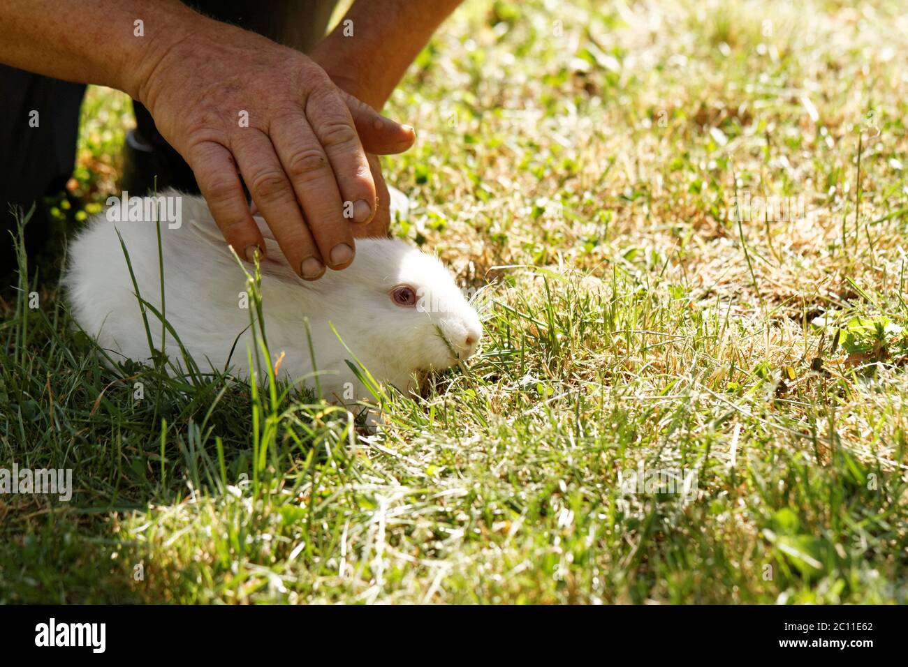 Bunny baby holding bunny hi-res stock photography and images - Alamy