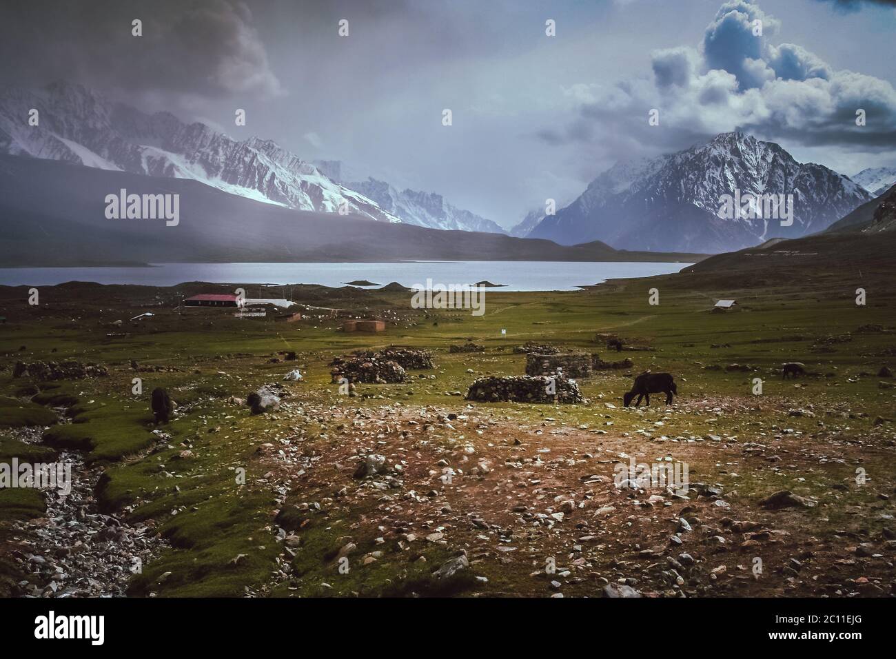 Chitral yak hi-res stock photography and images - Alamy
