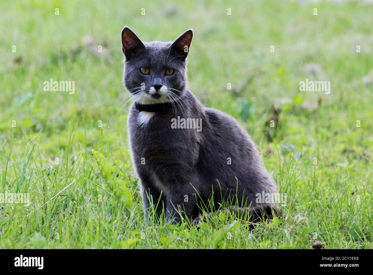 Nice gray single cat with yellow eyes is posing outdoors on a sunny day ...
