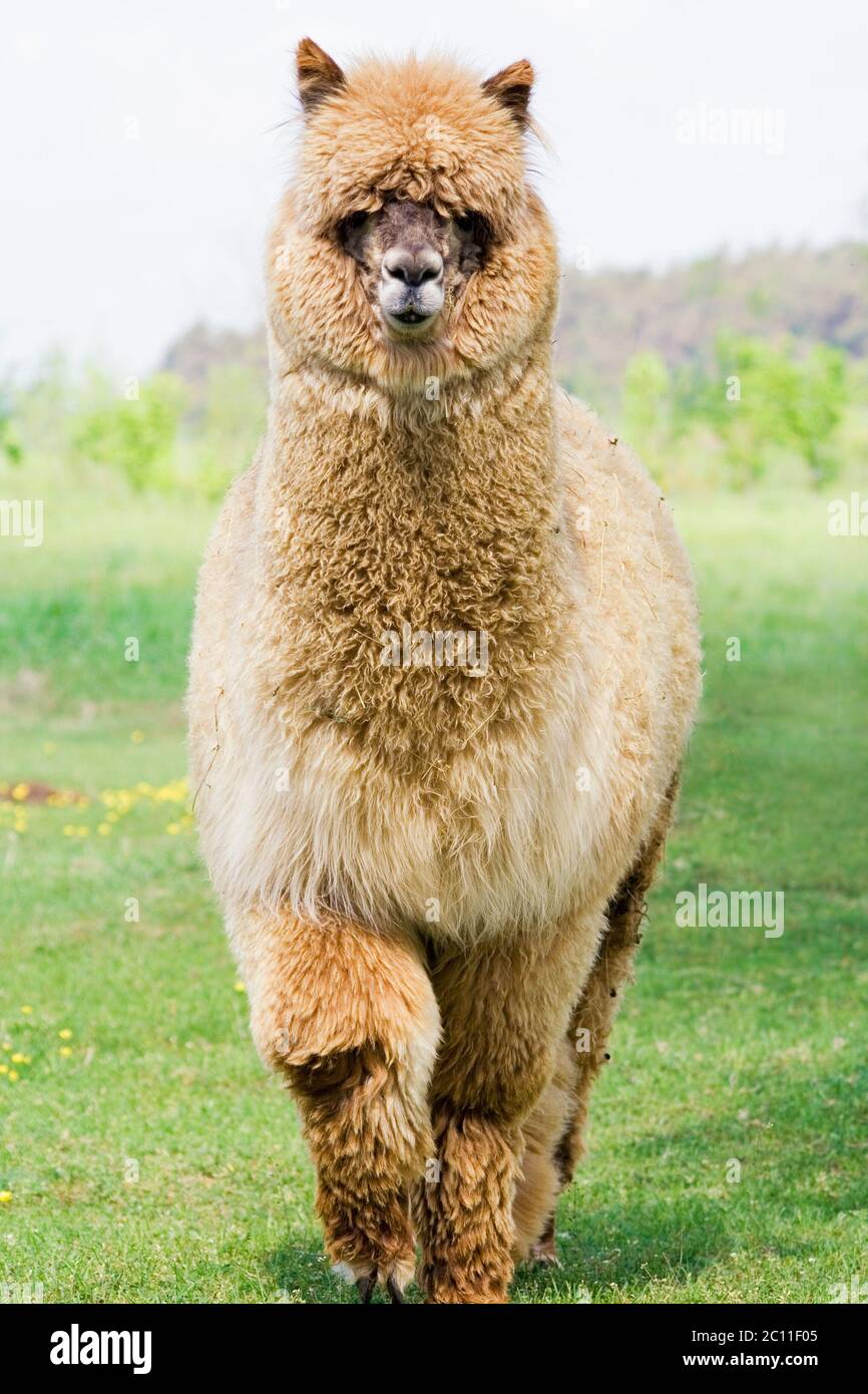Vicugna pacos peru hi-res stock photography and images - Alamy