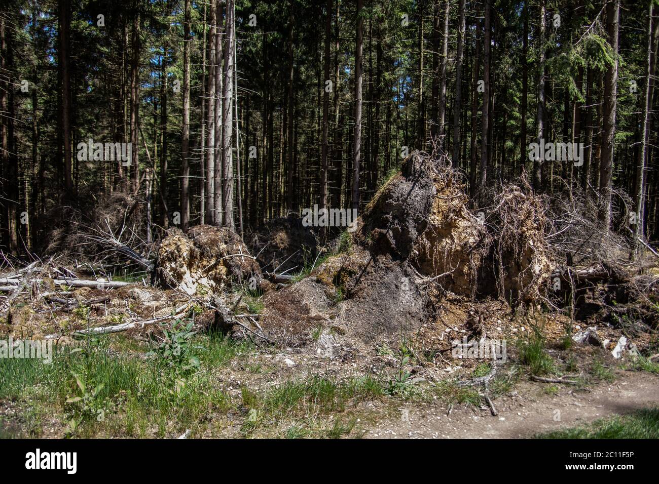 uprooted trees after storm damage from Kyrill Stock Photo - Alamy