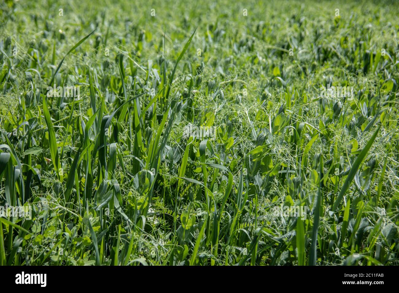 Field with peas and winter wheat Stock Photo - Alamy