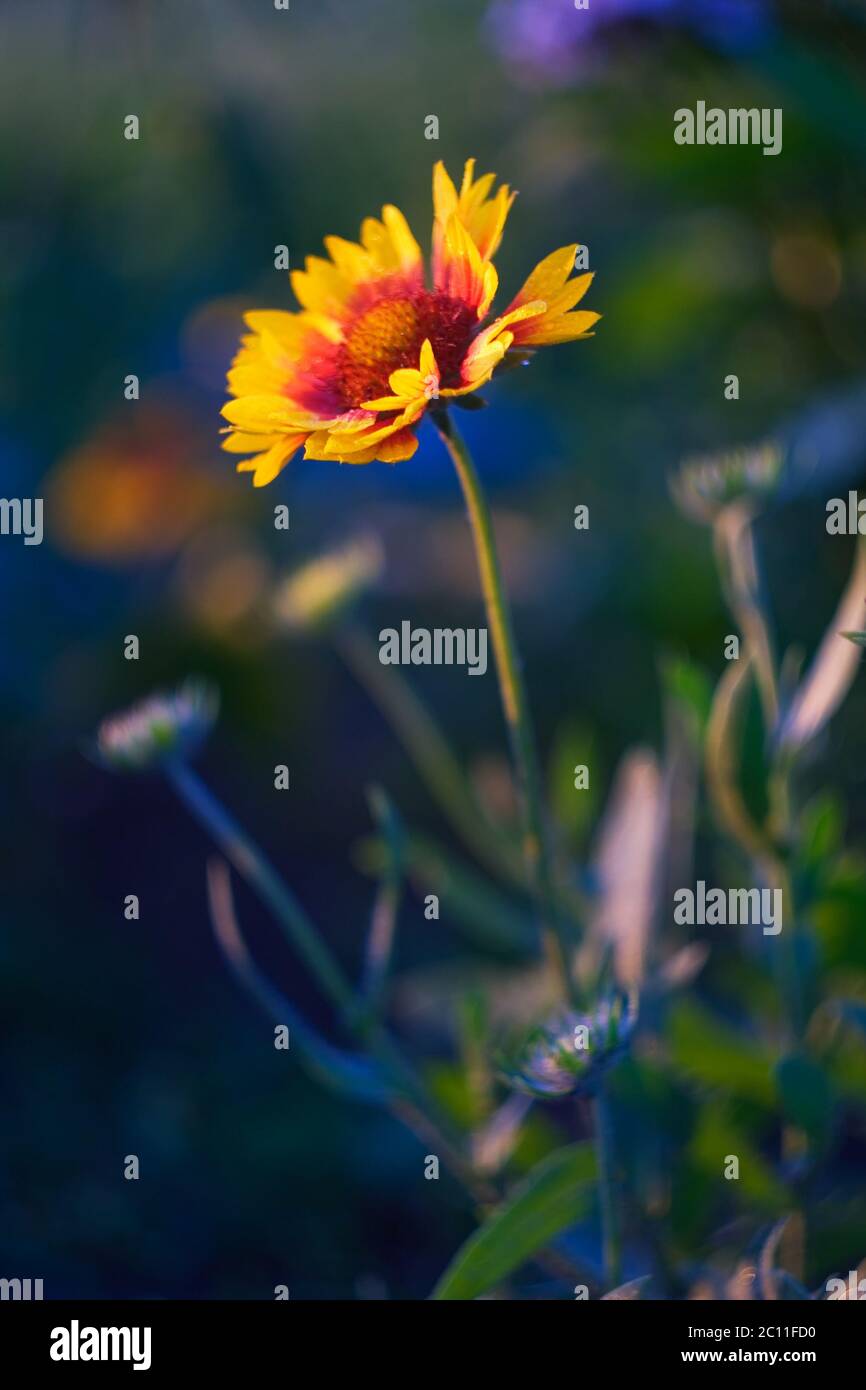 Beautiful american cone flowers in close up Stock Photo - Alamy