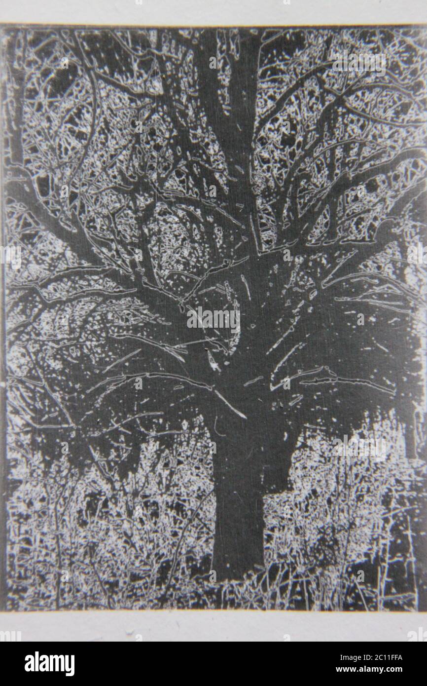 Fine 1970s vintage black and white photography of a forest full of ...