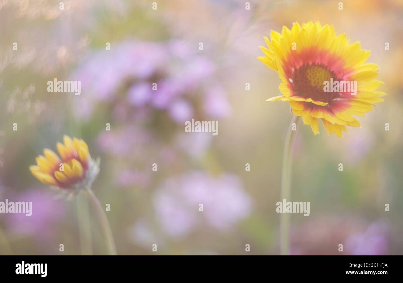Beautiful american cone flowers in close up Stock Photo - Alamy
