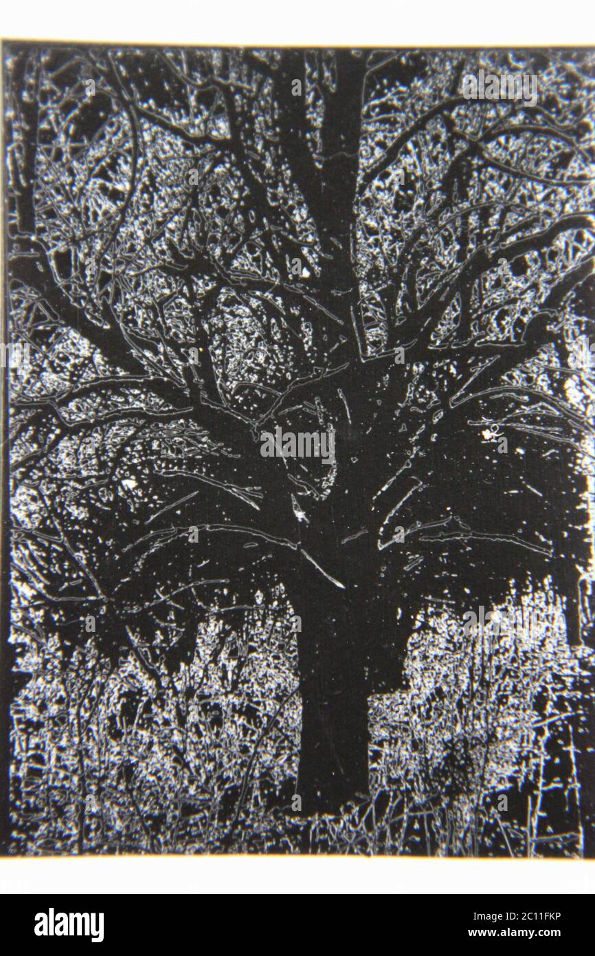 Fine 1970s vintage black and white photography of a forest full of ...