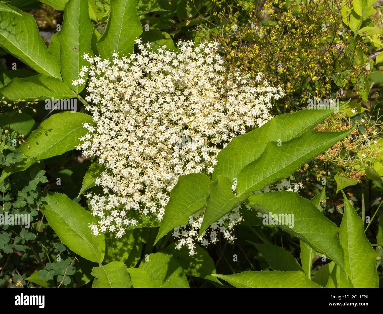 Flowering shrub Viburnum Stock Photo - Alamy