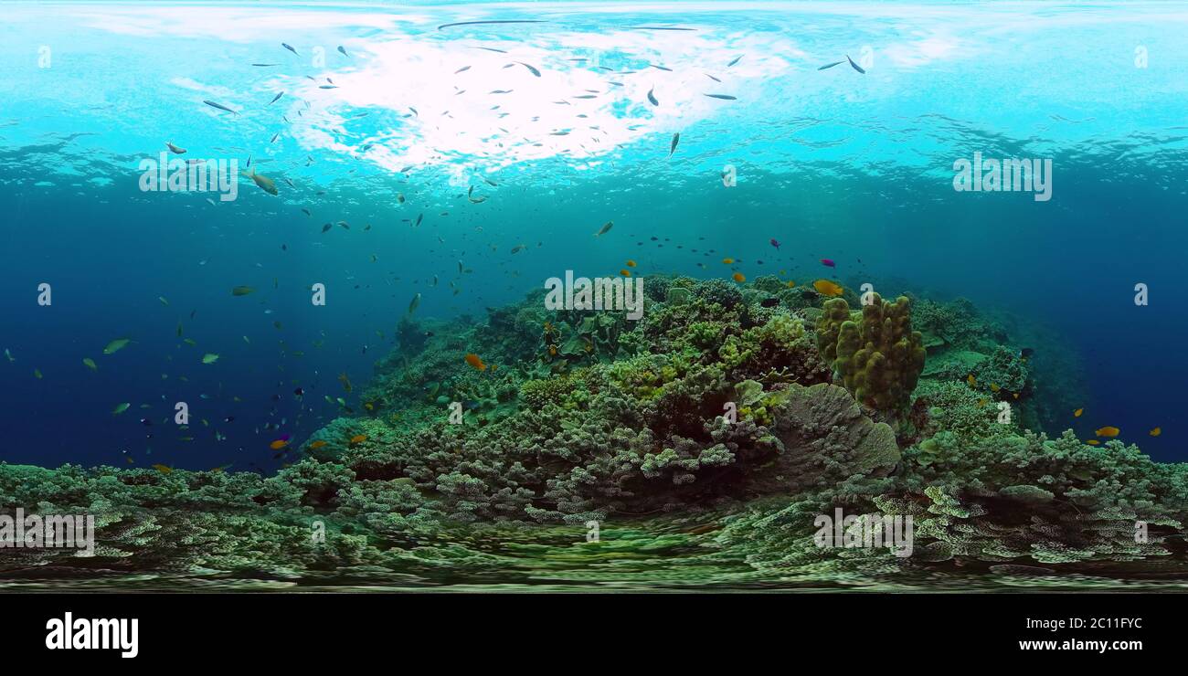 Tropical fishes and coral reef at diving. Beautiful underwater world ...