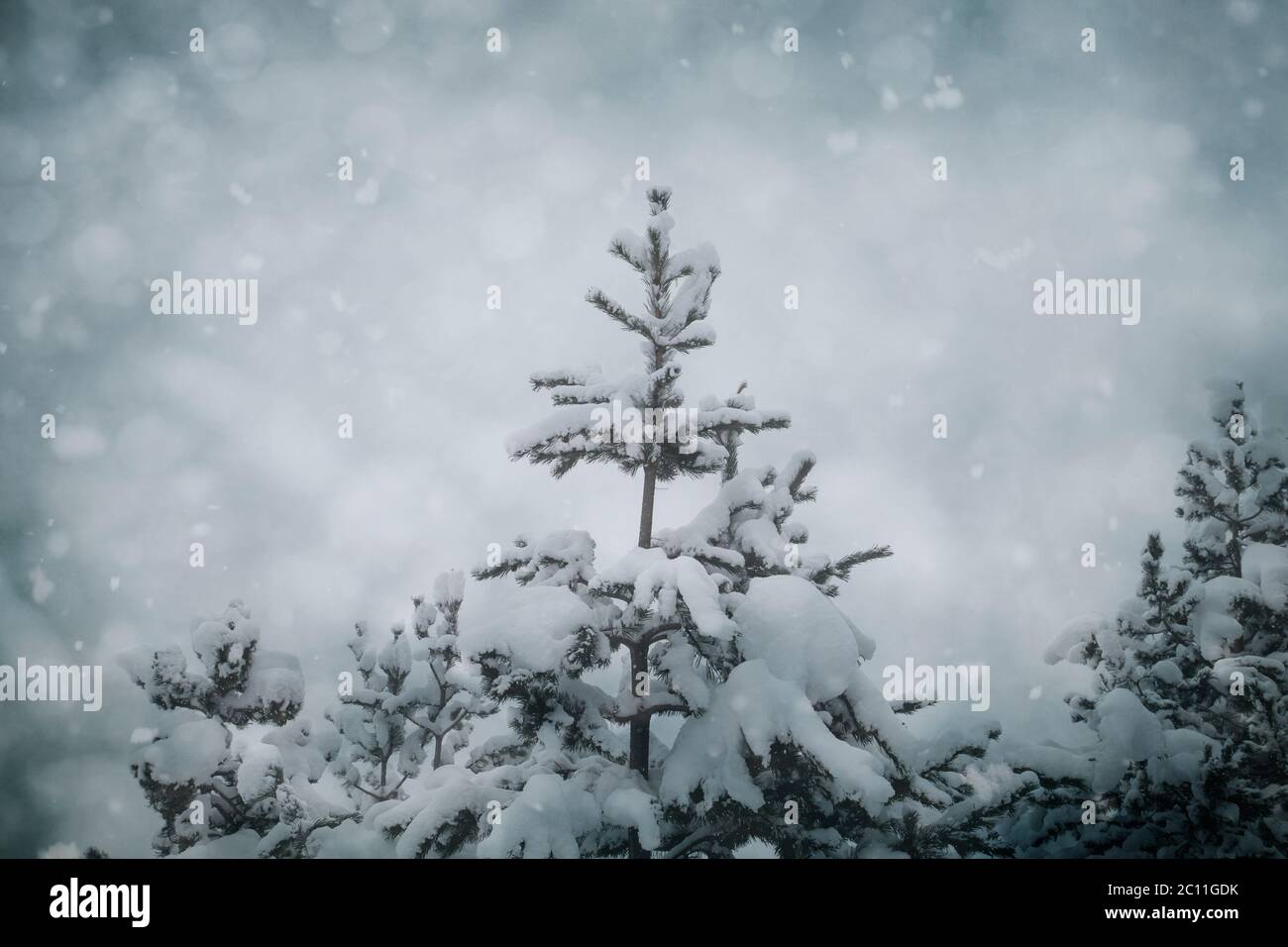 Conifers under snow hi-res stock photography and images - Alamy