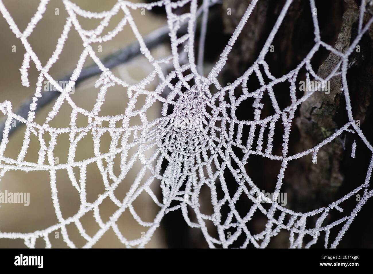 Detail of spider wer with frost Stock Photo - Alamy