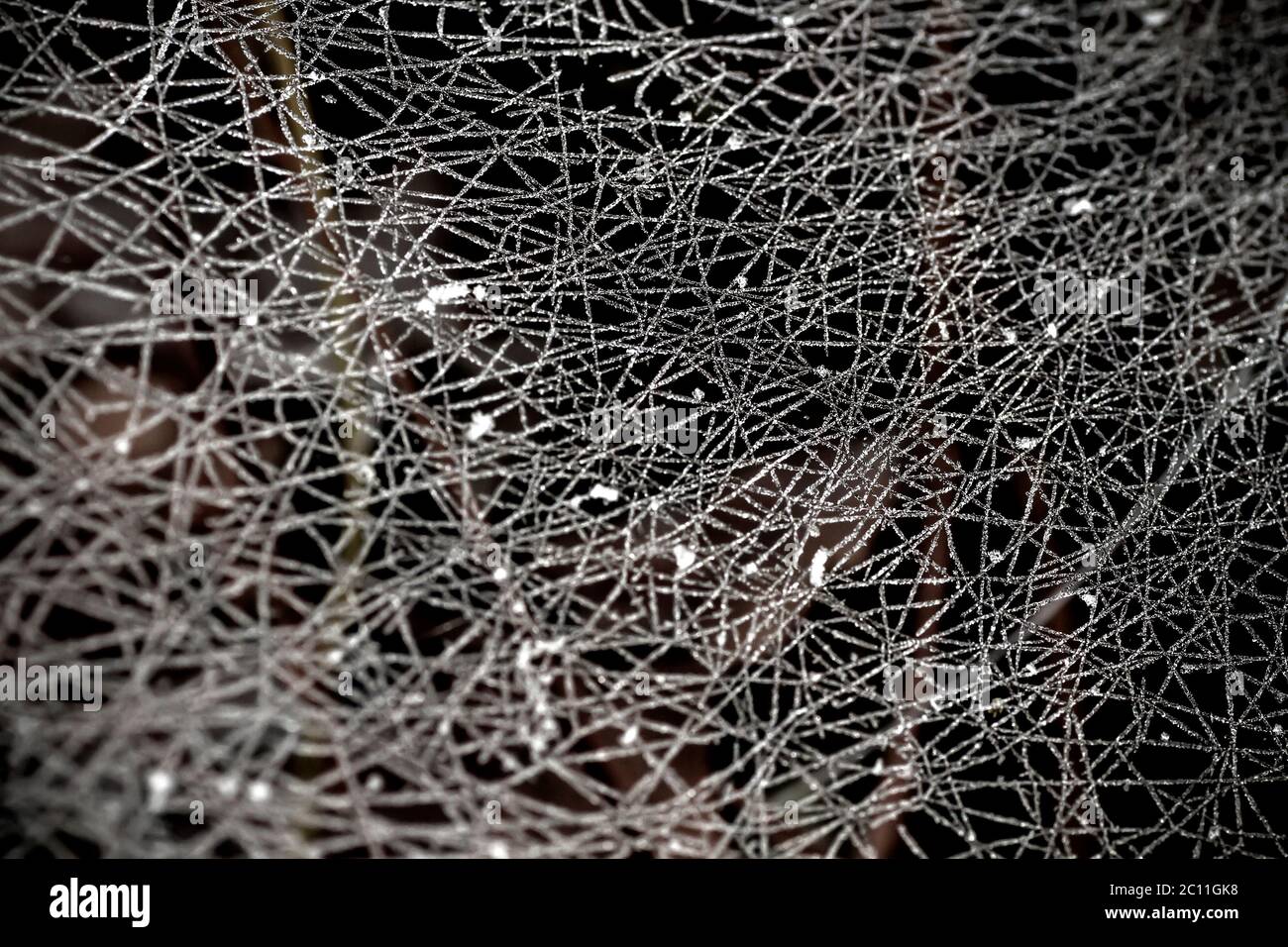 Detail of spider wer with frost Stock Photo - Alamy