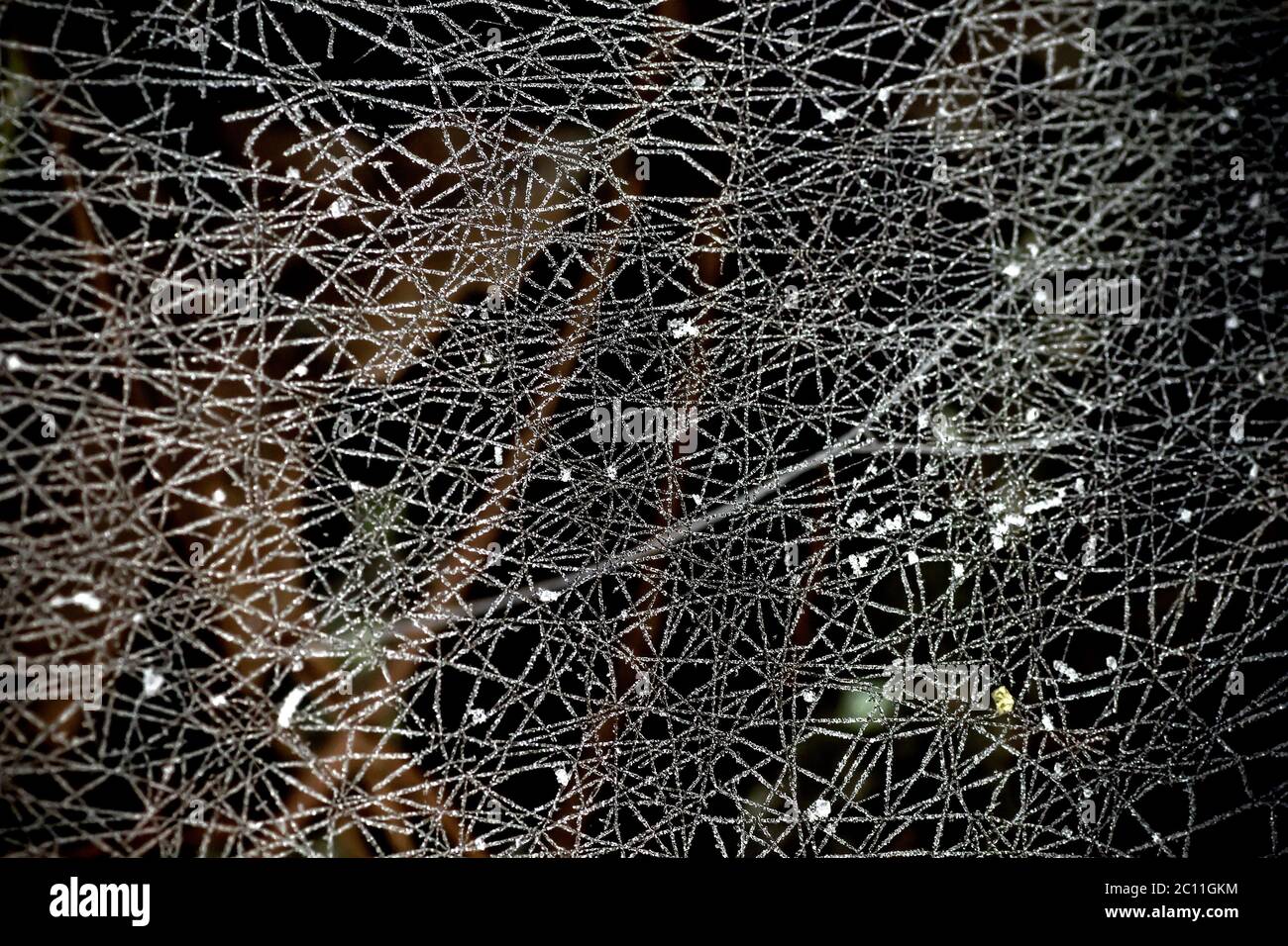 Insects winter frost hi-res stock photography and images - Alamy