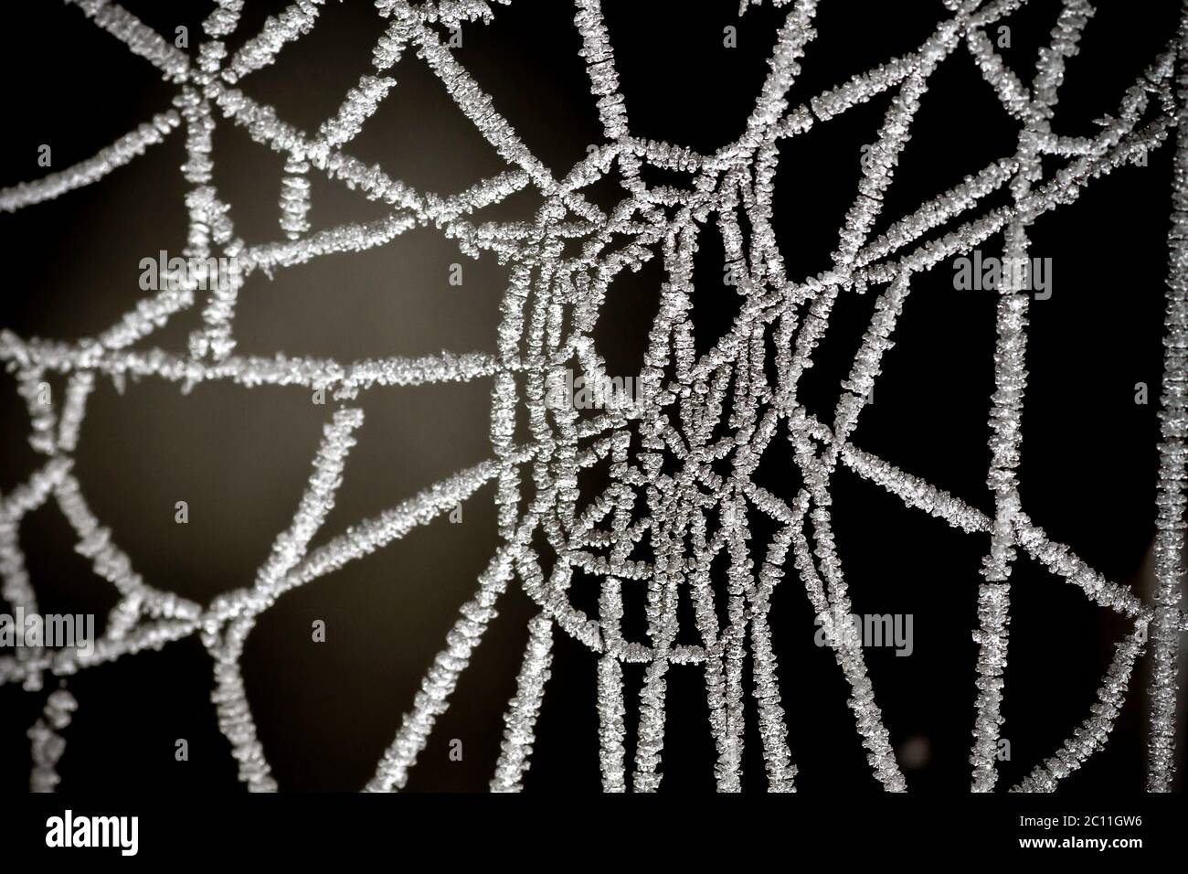 Detail of spider wer with frost Stock Photo - Alamy