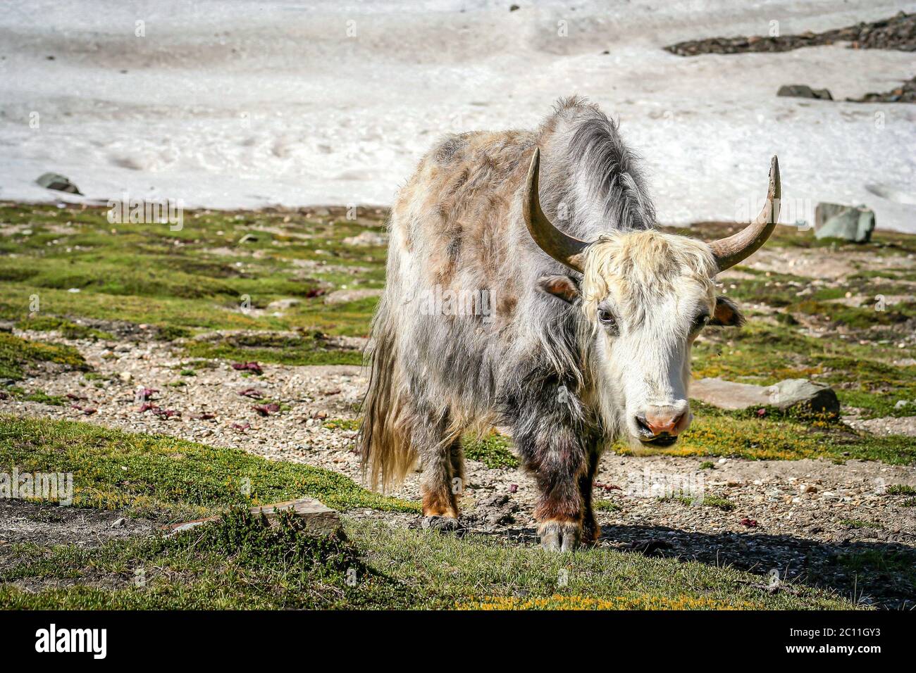 Big white Yak Stock Photo - Alamy