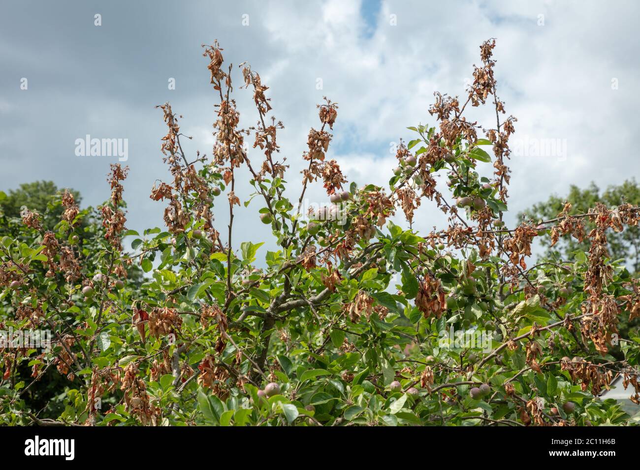 Apple tree seen with fire blight at the tips of its branches in June ...
