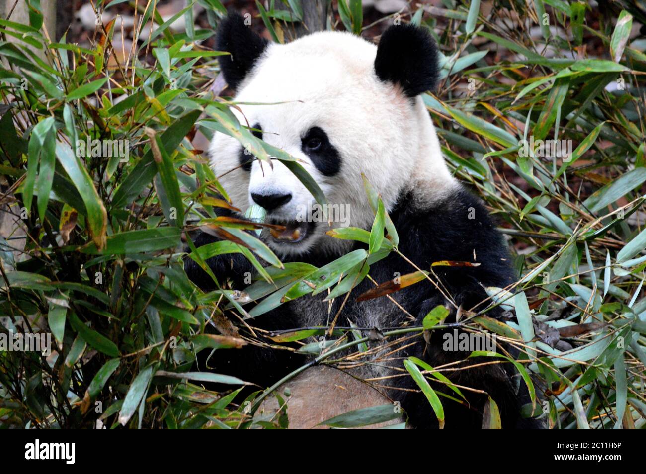 Panda Eating Bamboo Stock Photo - Alamy