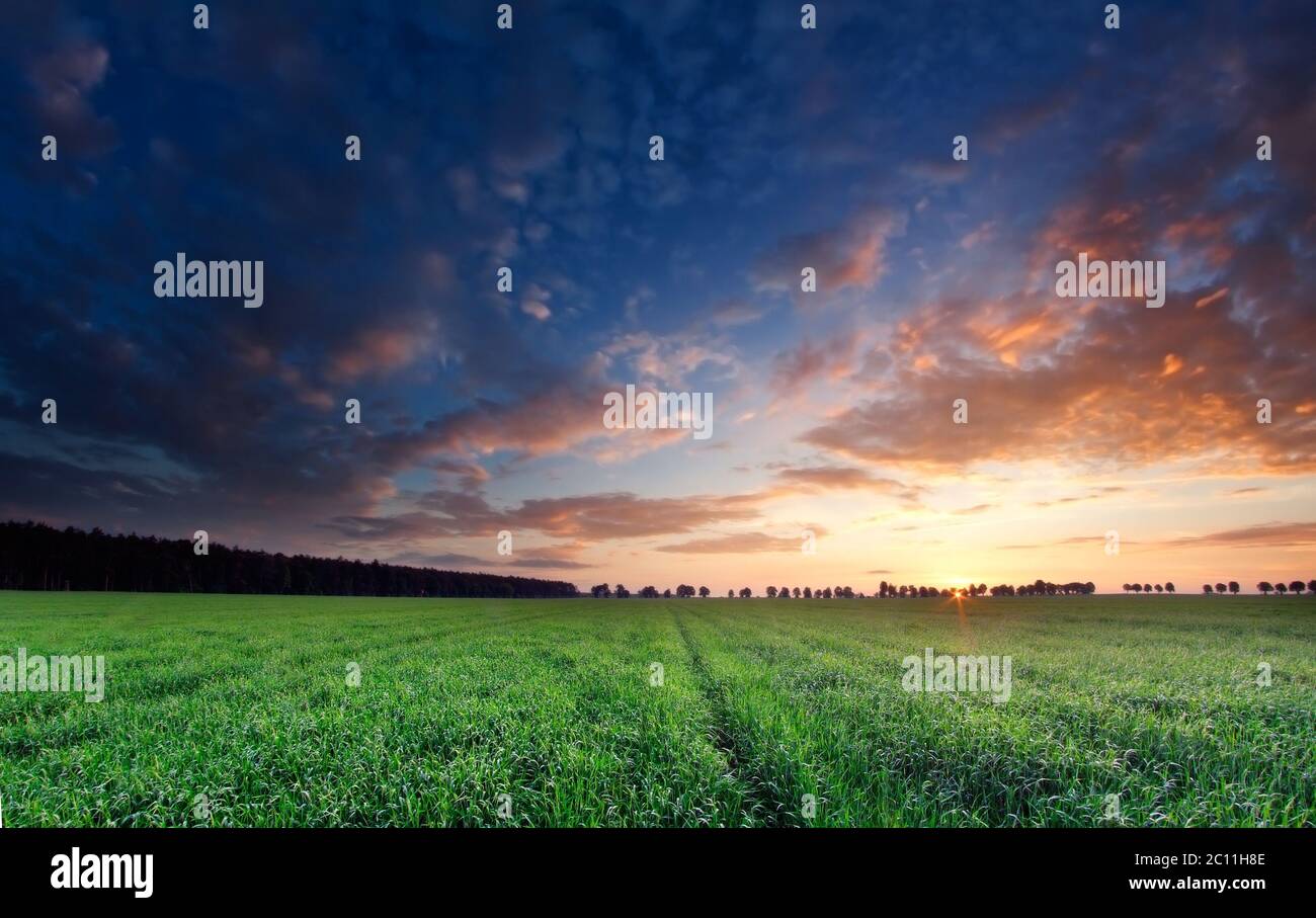 Beautiful landscape with young green field photographed during late ...