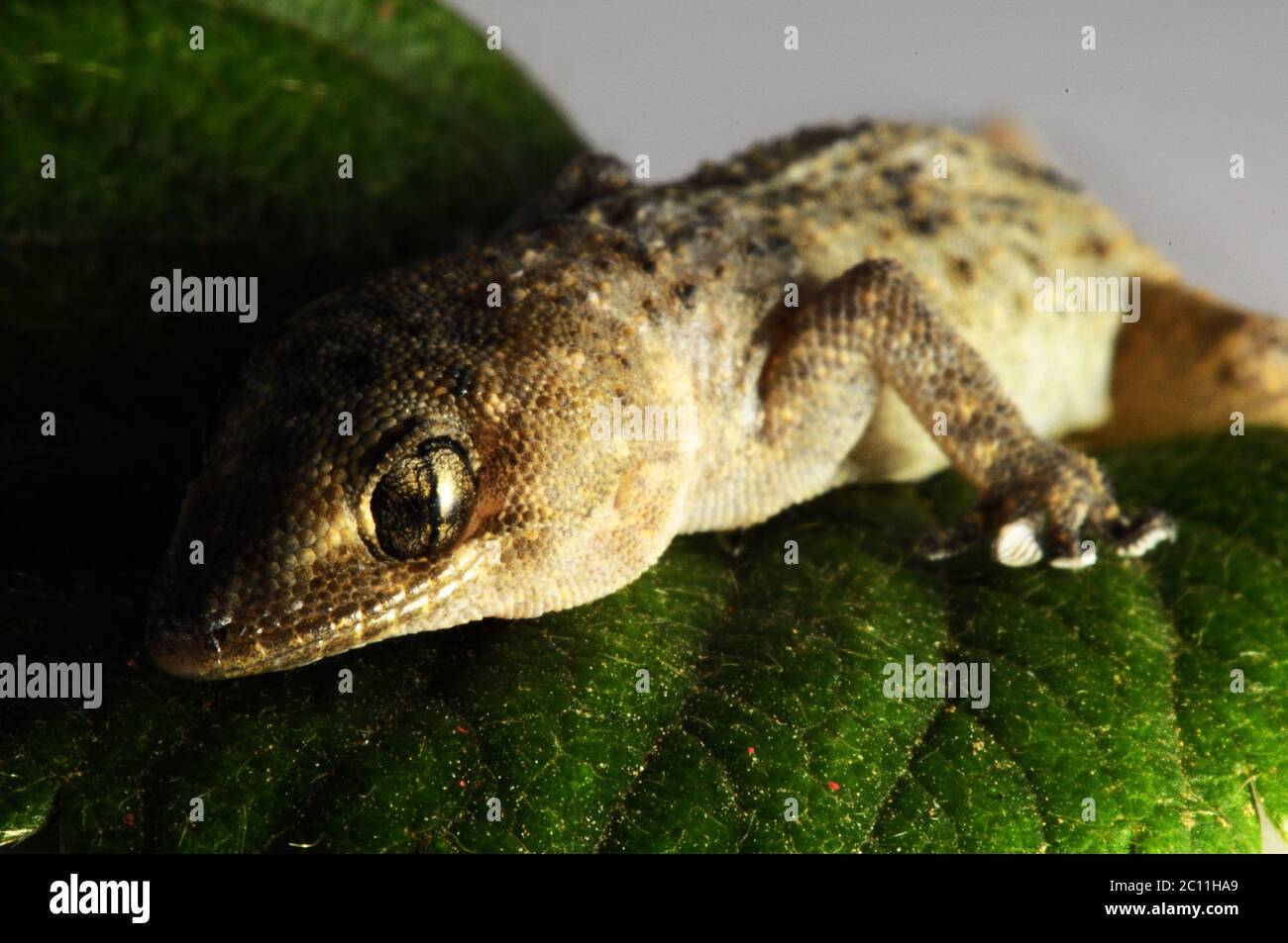 One Small Gecko Lizard and Green Leaf on a White Background Stock Photo ...