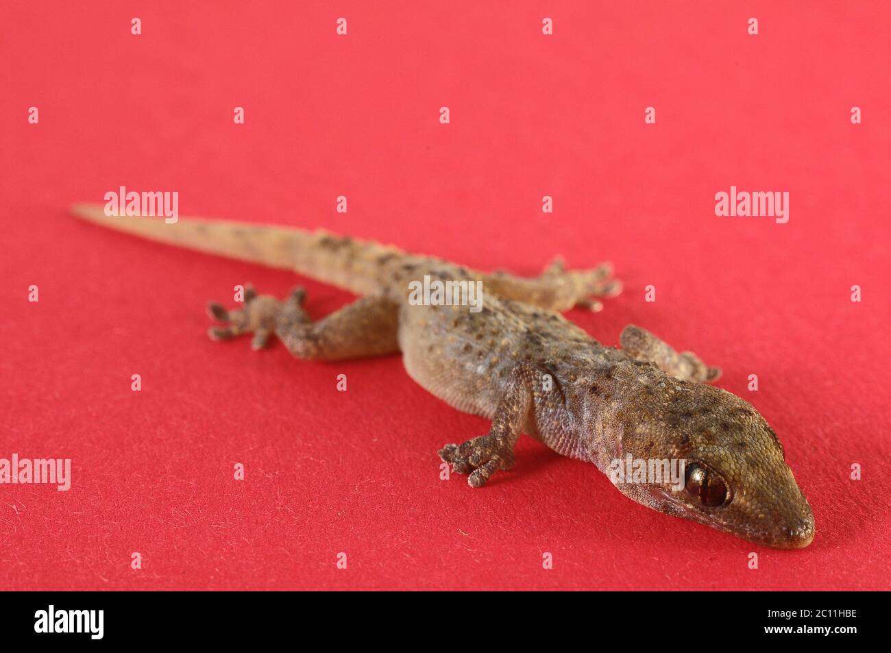 Small Gray Gecko Lizard on a Colored Background Stock Photo - Alamy