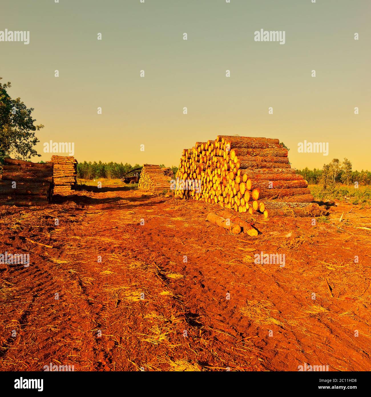 Afforestation europe hi-res stock photography and images - Alamy