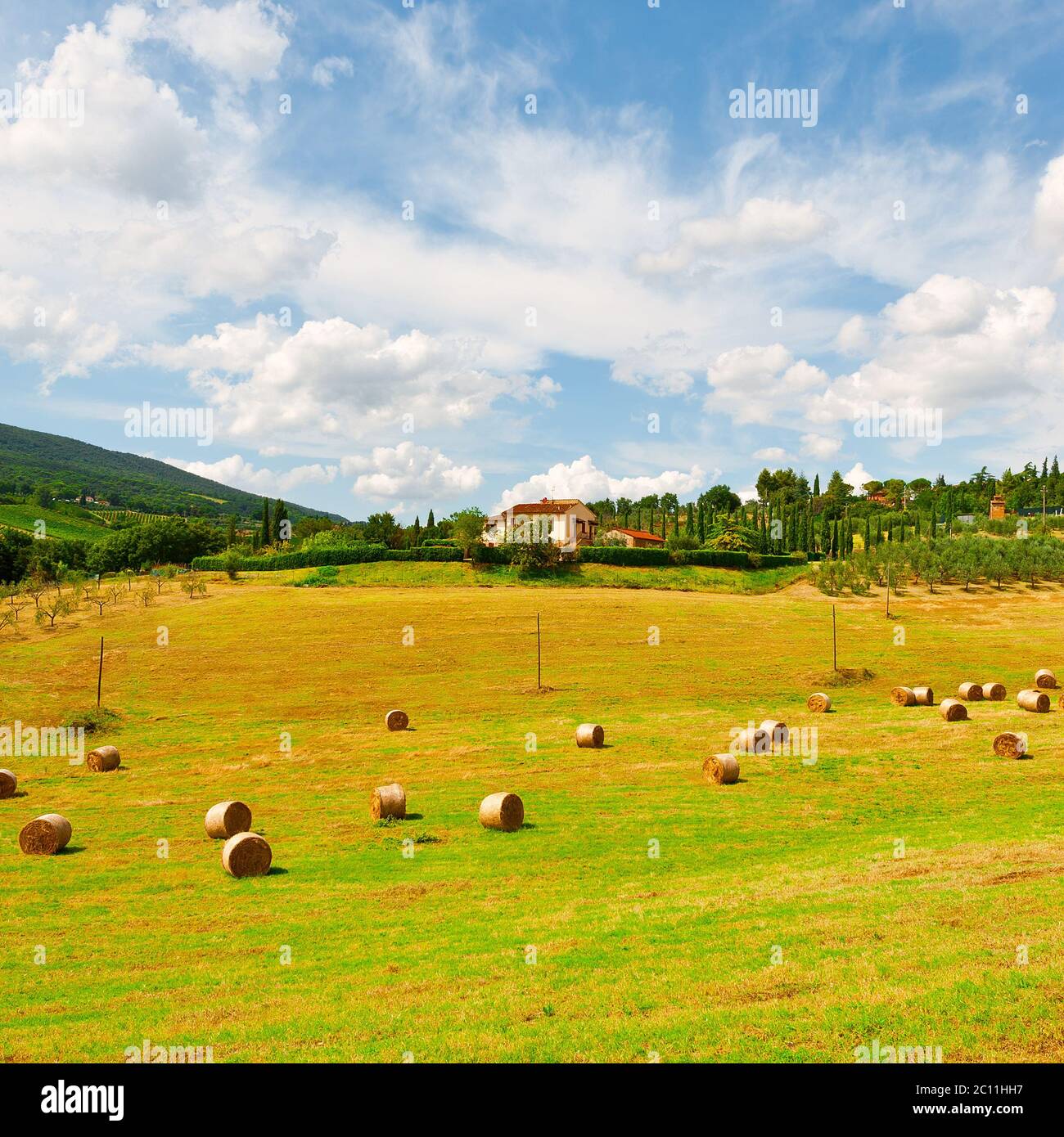Europe landscape olive grove tuscany hi-res stock photography and ...