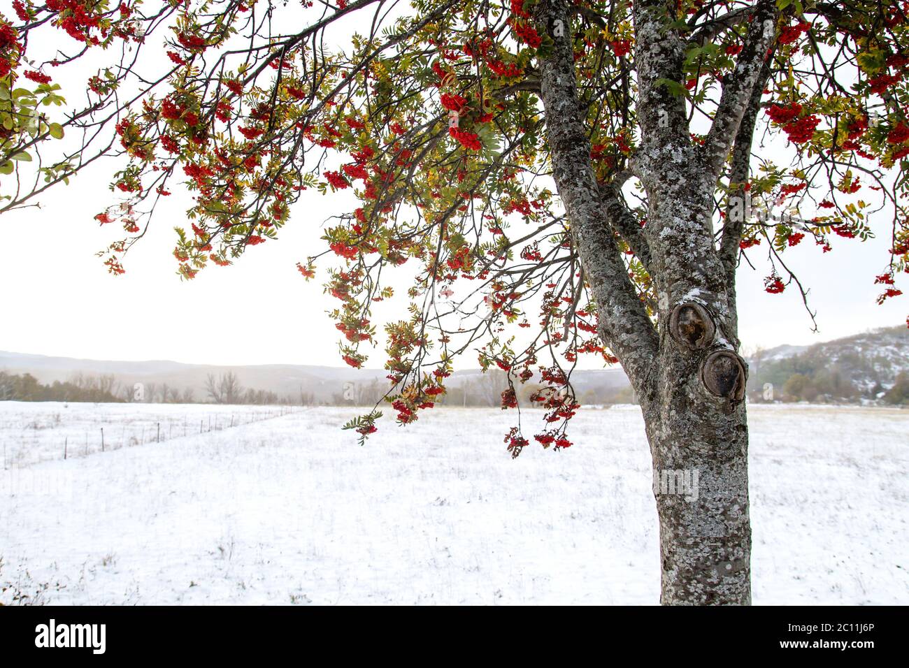 Rowan tree with red fruits in winter snowy landscape Stock Photo - Alamy