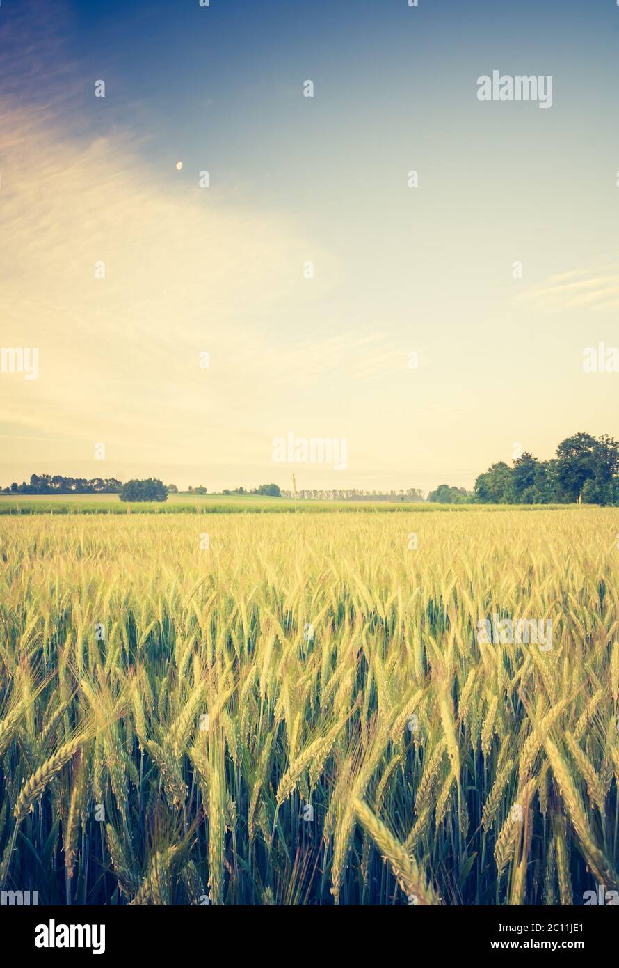 Beautiful countryside landscape. Vintage photo of corn field at summer ...
