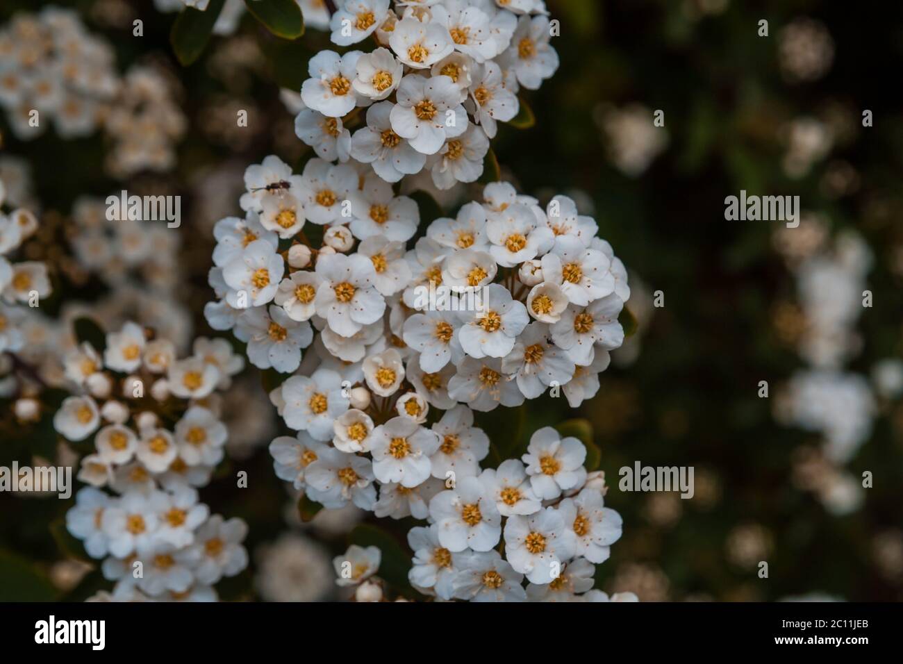 Beautiful blooming hawthorn tree in springtime. White flowers ...