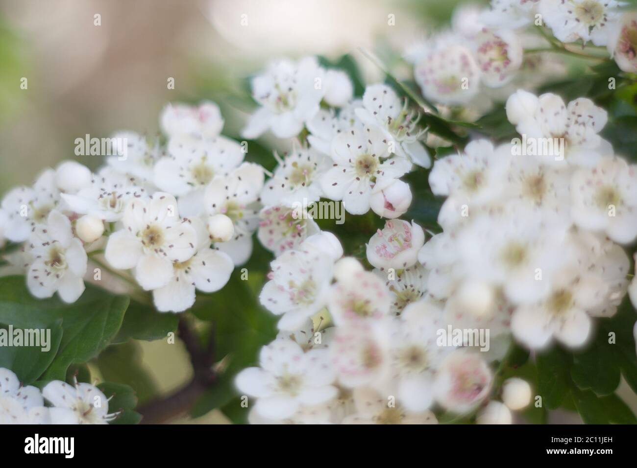Beautiful blooming hawthorn tree in springtime. White flowers ...