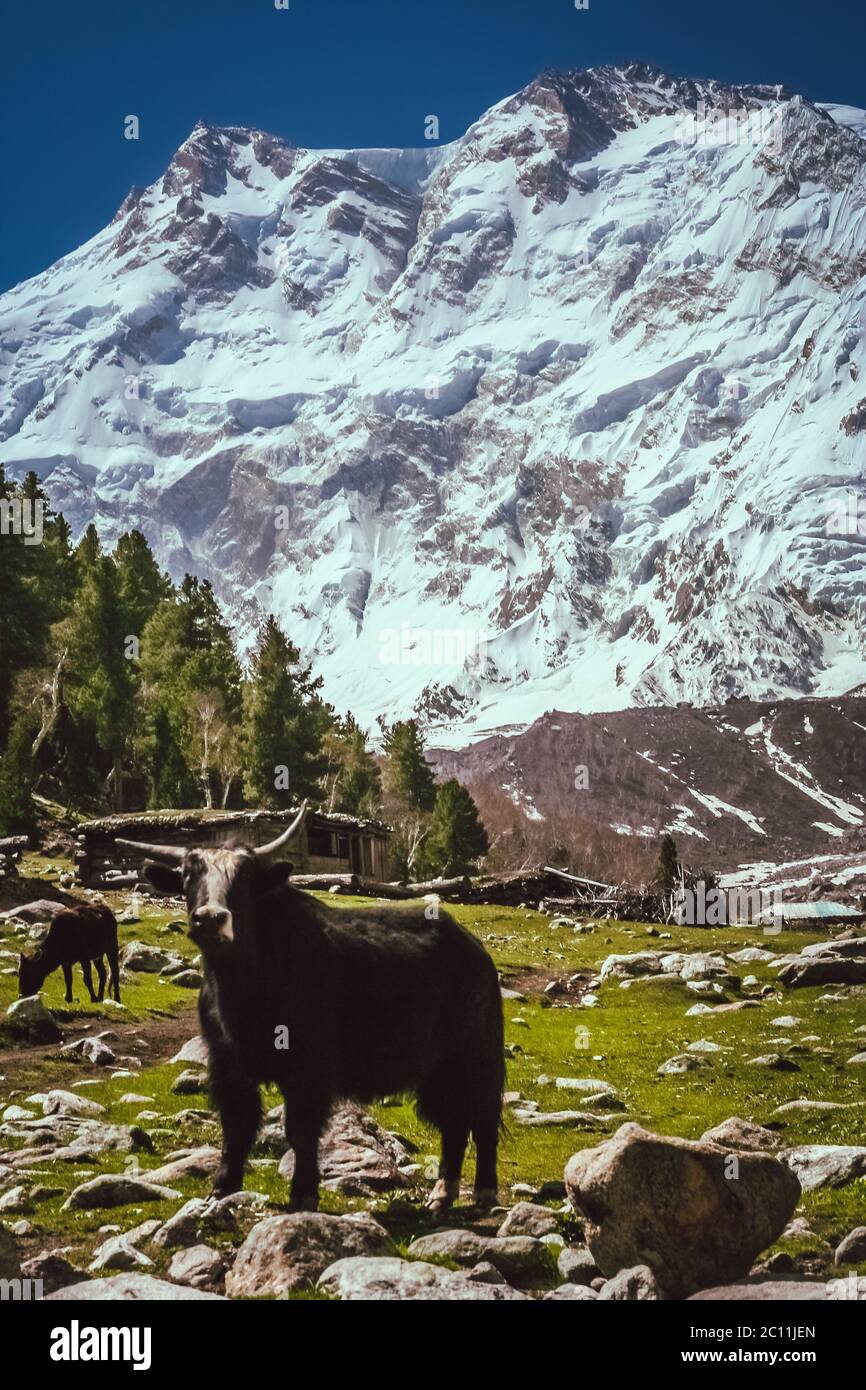 Black yak hi-res stock photography and images - Alamy