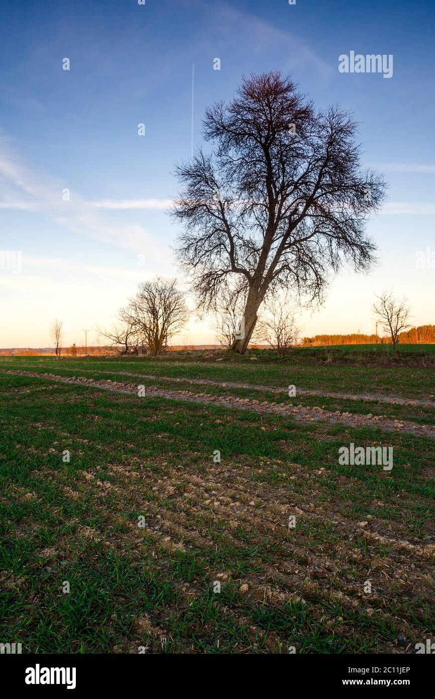Lonely withered field on young green field at springtime Stock Photo ...