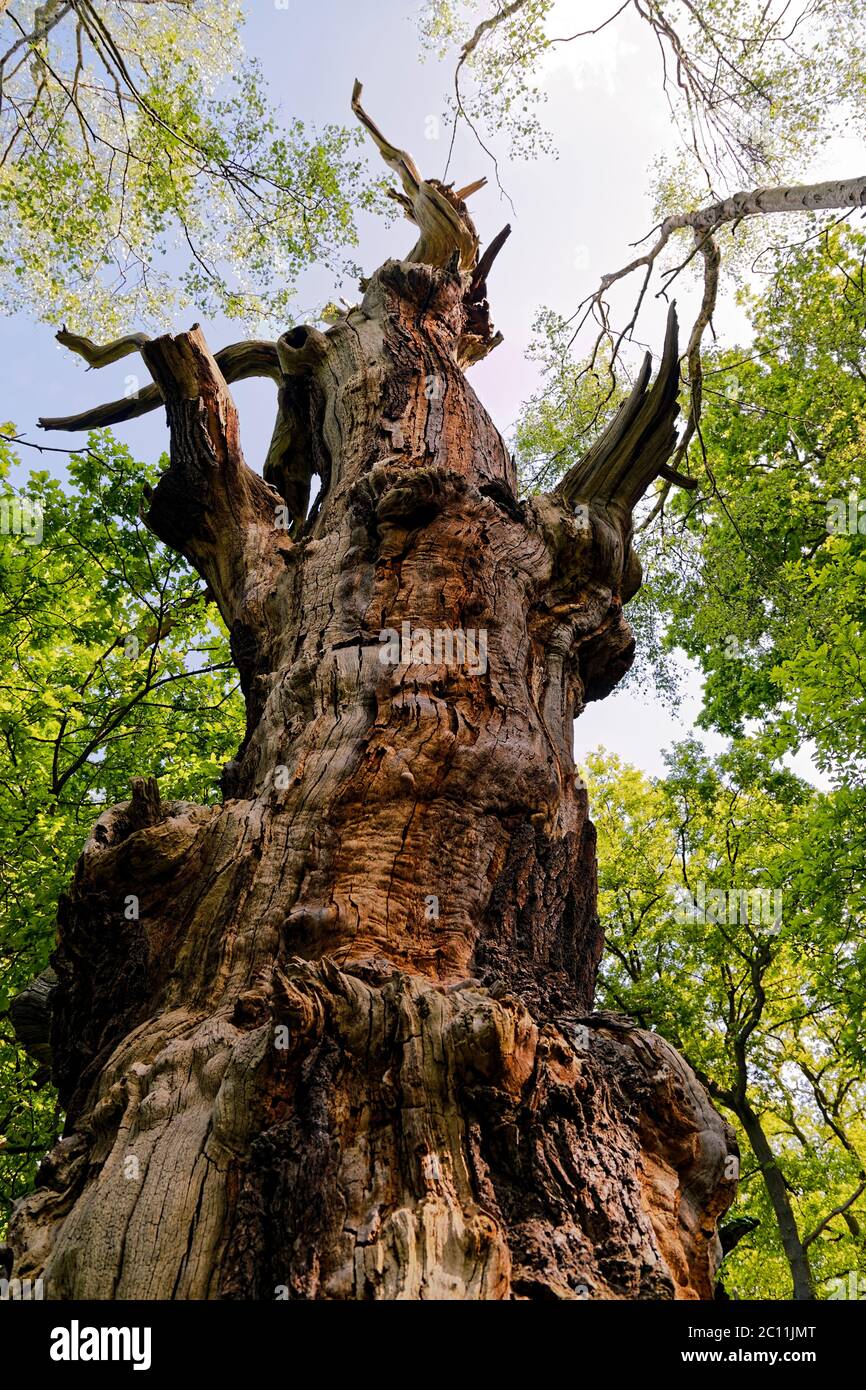 Looking up at a dead and decaying oak tree in Sherwood Forest Stock ...