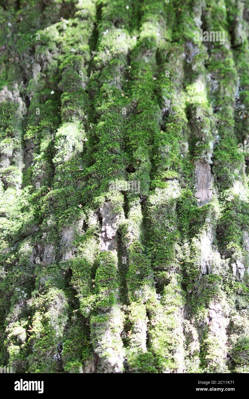 Bark moss mossy tree hi-res stock photography and images - Alamy