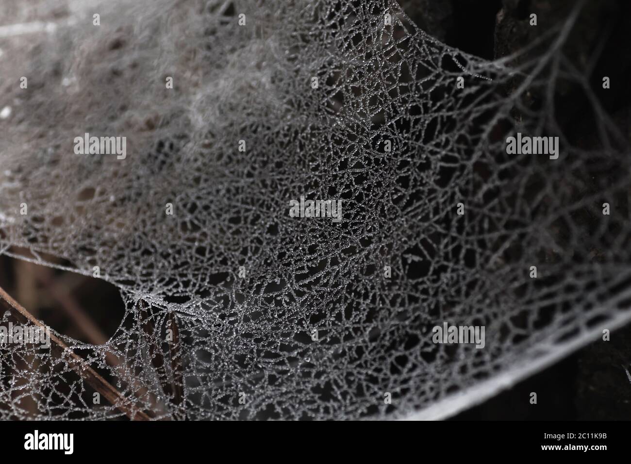 Damaged spider web broken hi-res stock photography and images - Alamy