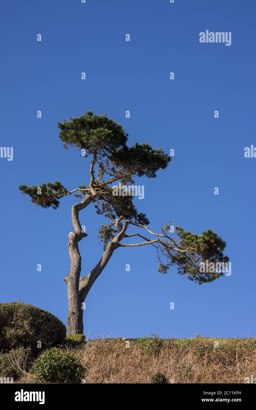Old marine pine tree against a deep blue sky at Dandbanks Dorset Stock ...