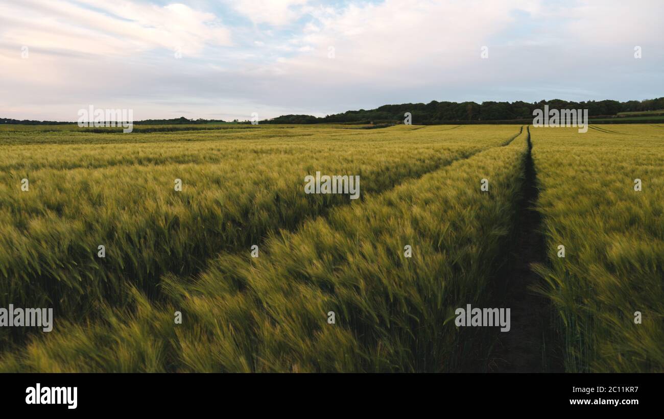 Field grain track tractor hi-res stock photography and images - Alamy