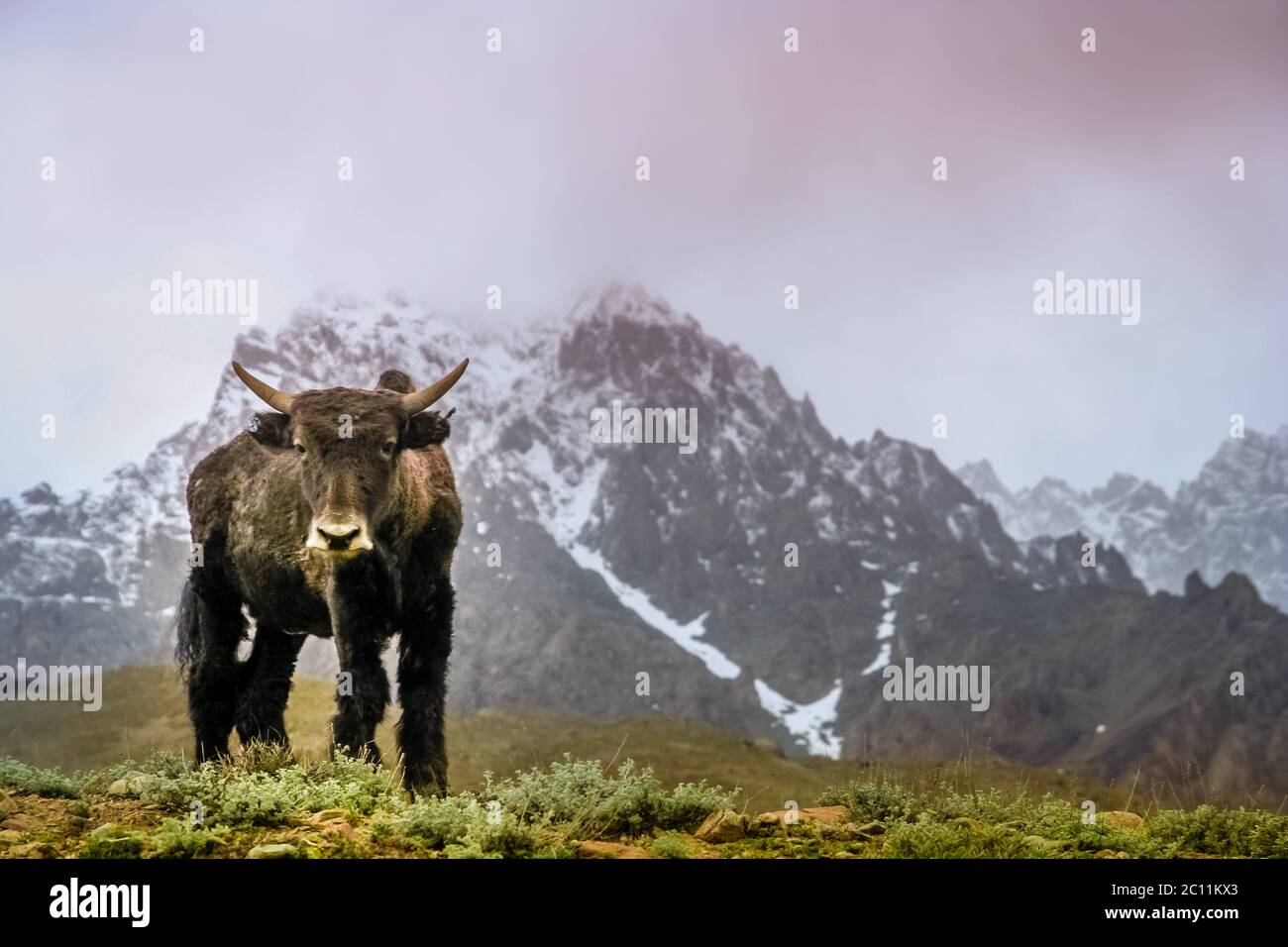 Yak life is beautiful hi-res stock photography and images - Alamy