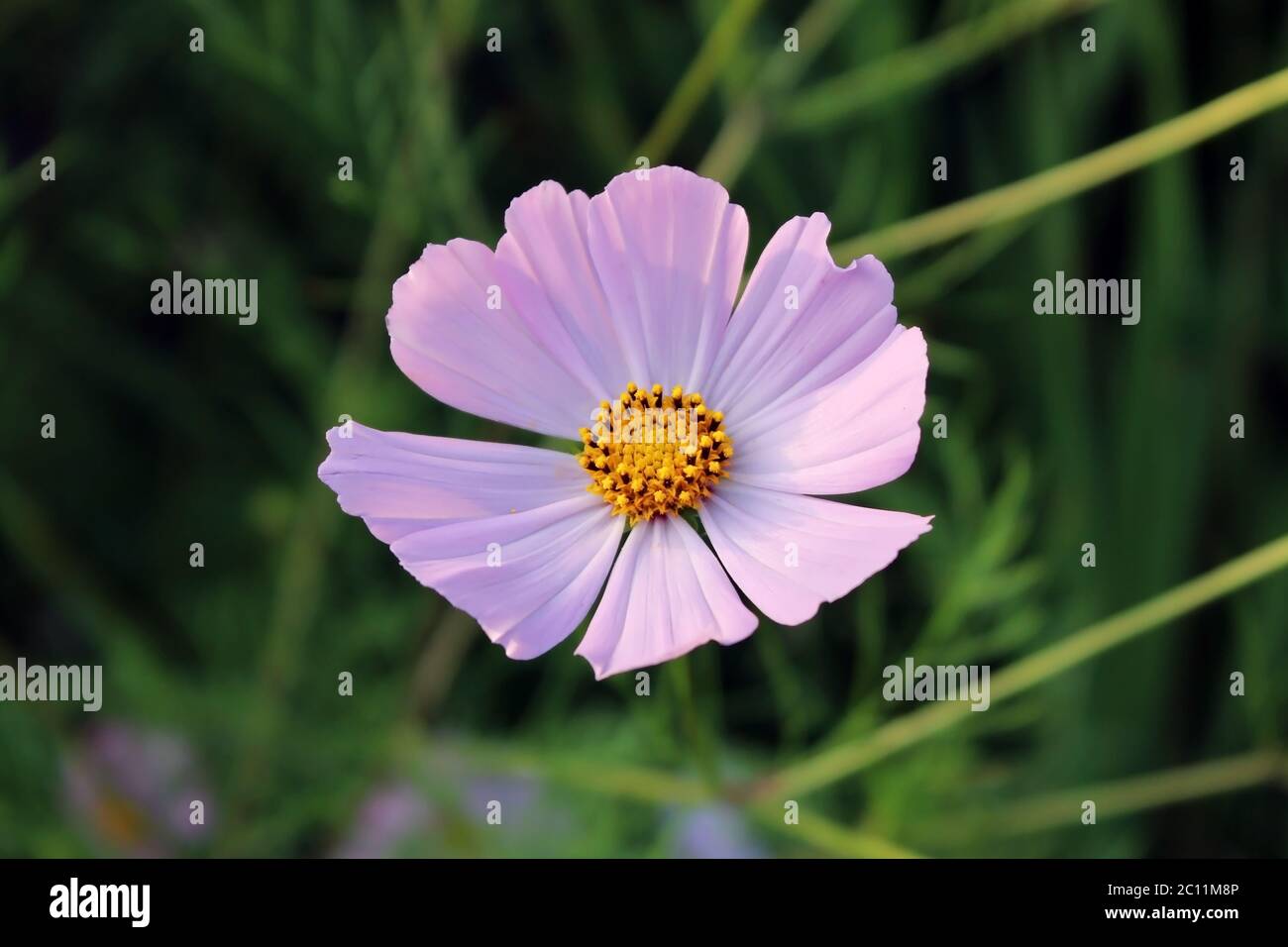 Pink daisy like flower hi-res stock photography and images - Alamy