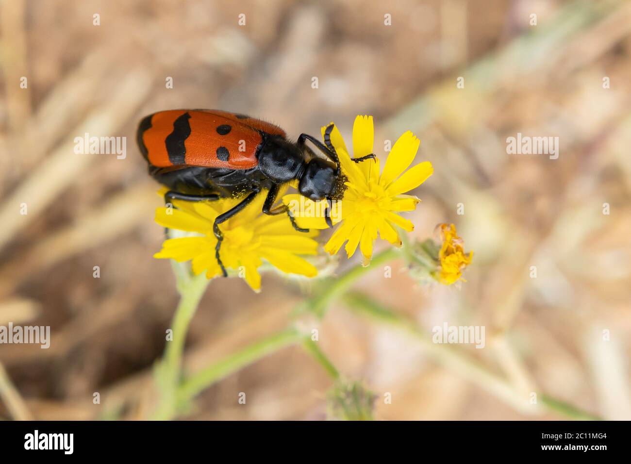 Jerusalem beetle hi-res stock photography and images - Alamy