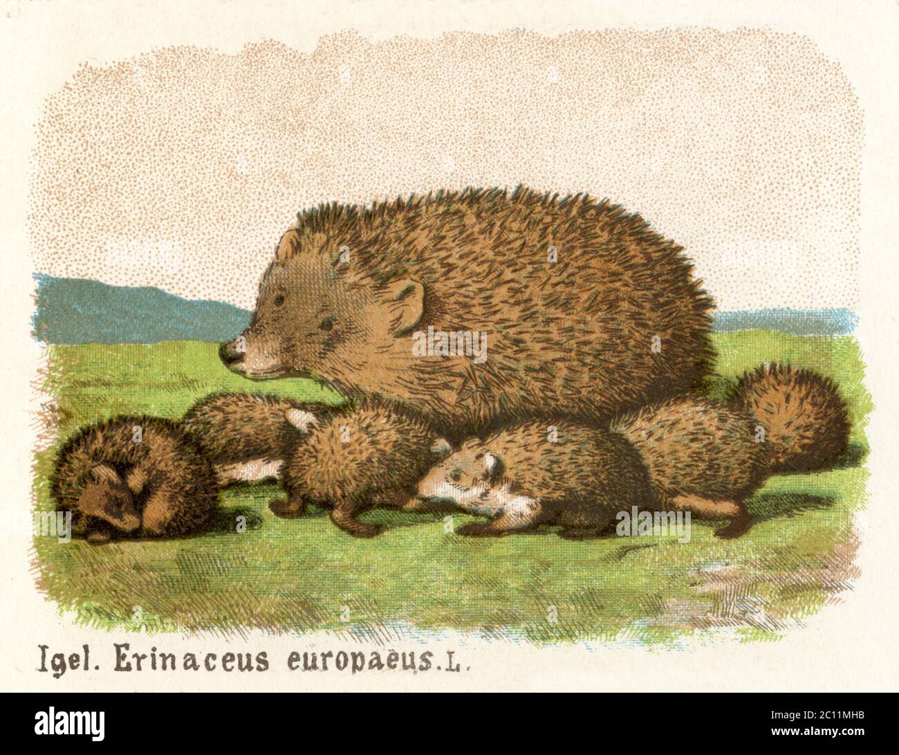Herisson deurope de louest hi-res stock photography and images - Alamy