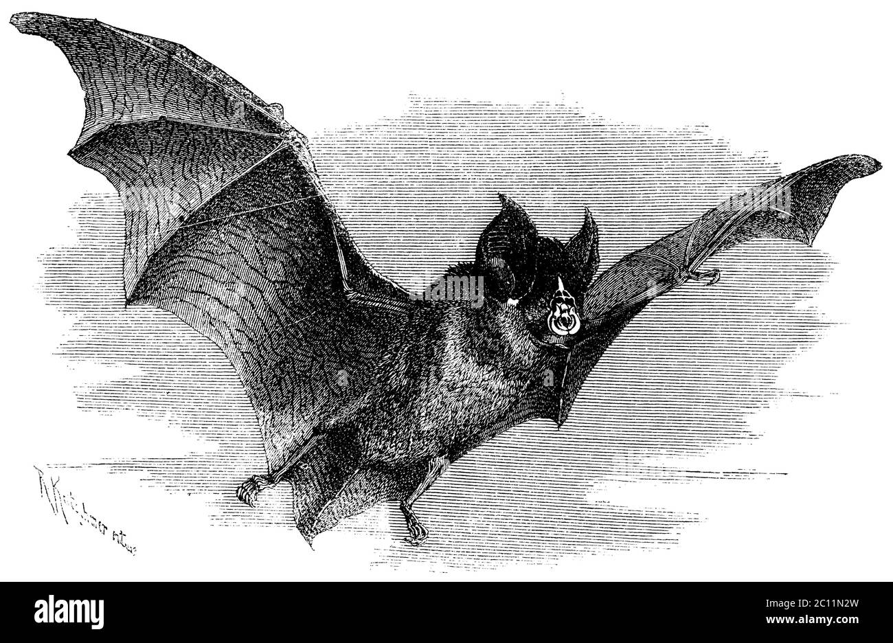 greater horseshoe bat / Rhinolophus ferrumequinum / Große Hufeisennase ...
