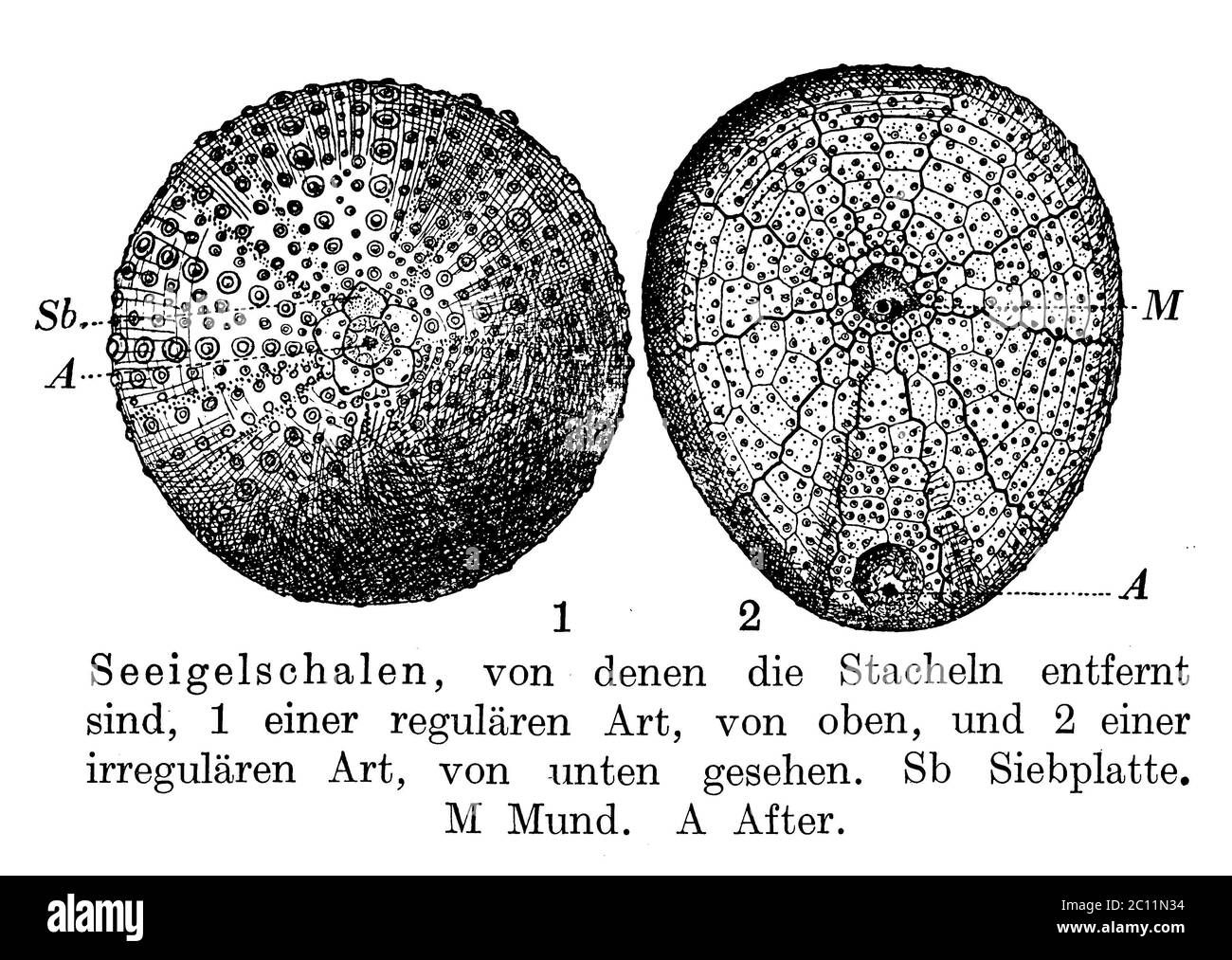 European edible sea urchin / Echinus esculentus Stock Photo - Alamy